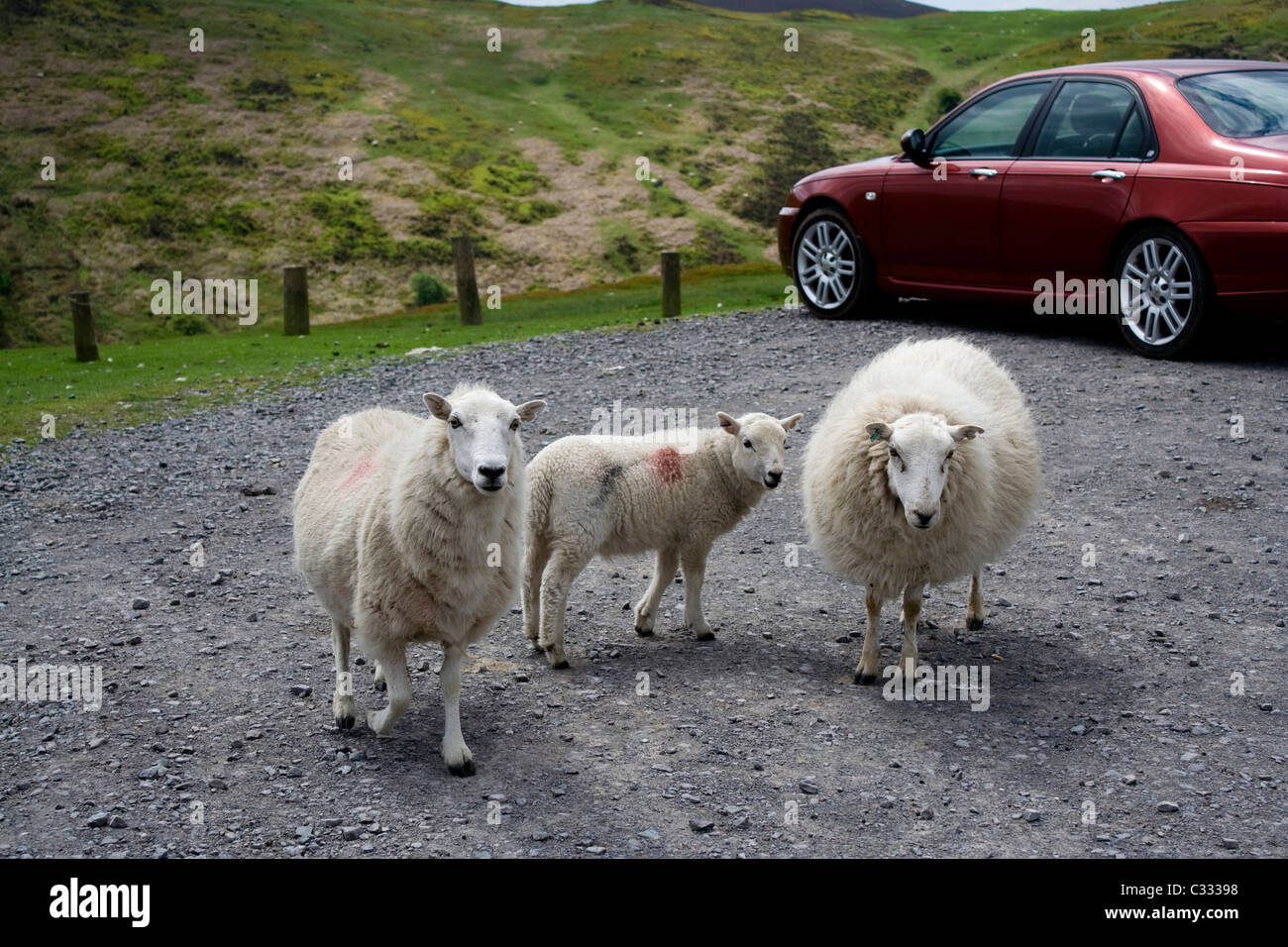 Car park sheep hi-res stock photography and images - Alamy
