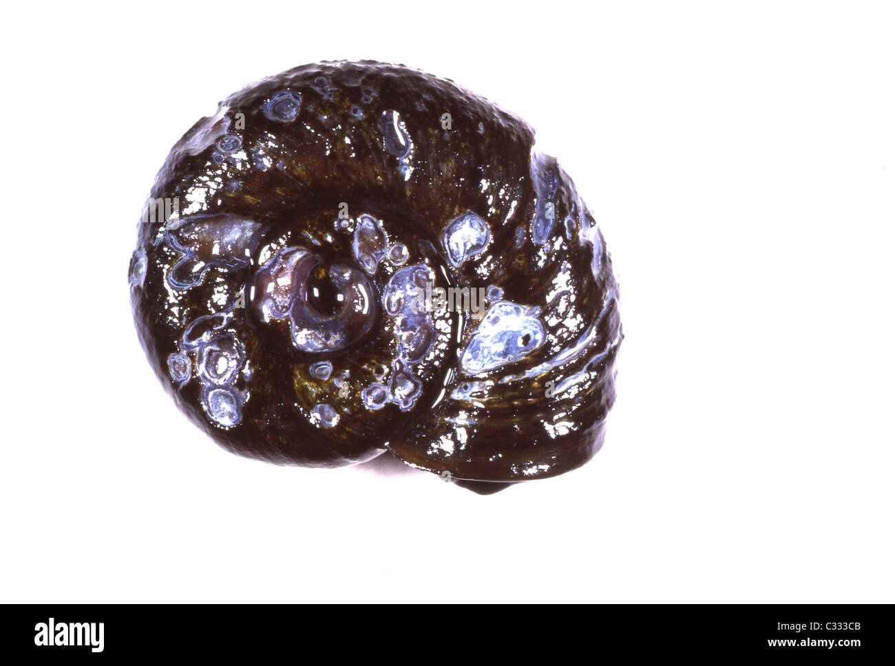 Great Ramshorn Snail Stock Photo - Alamy