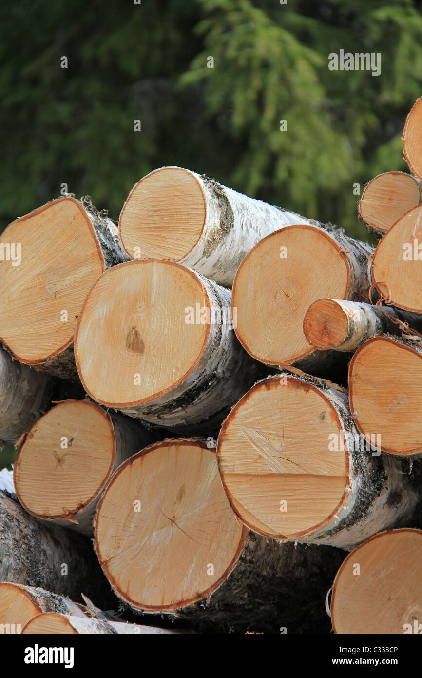 Cut and Piled up Birch Logs with Forest Background Stock Photo - Alamy