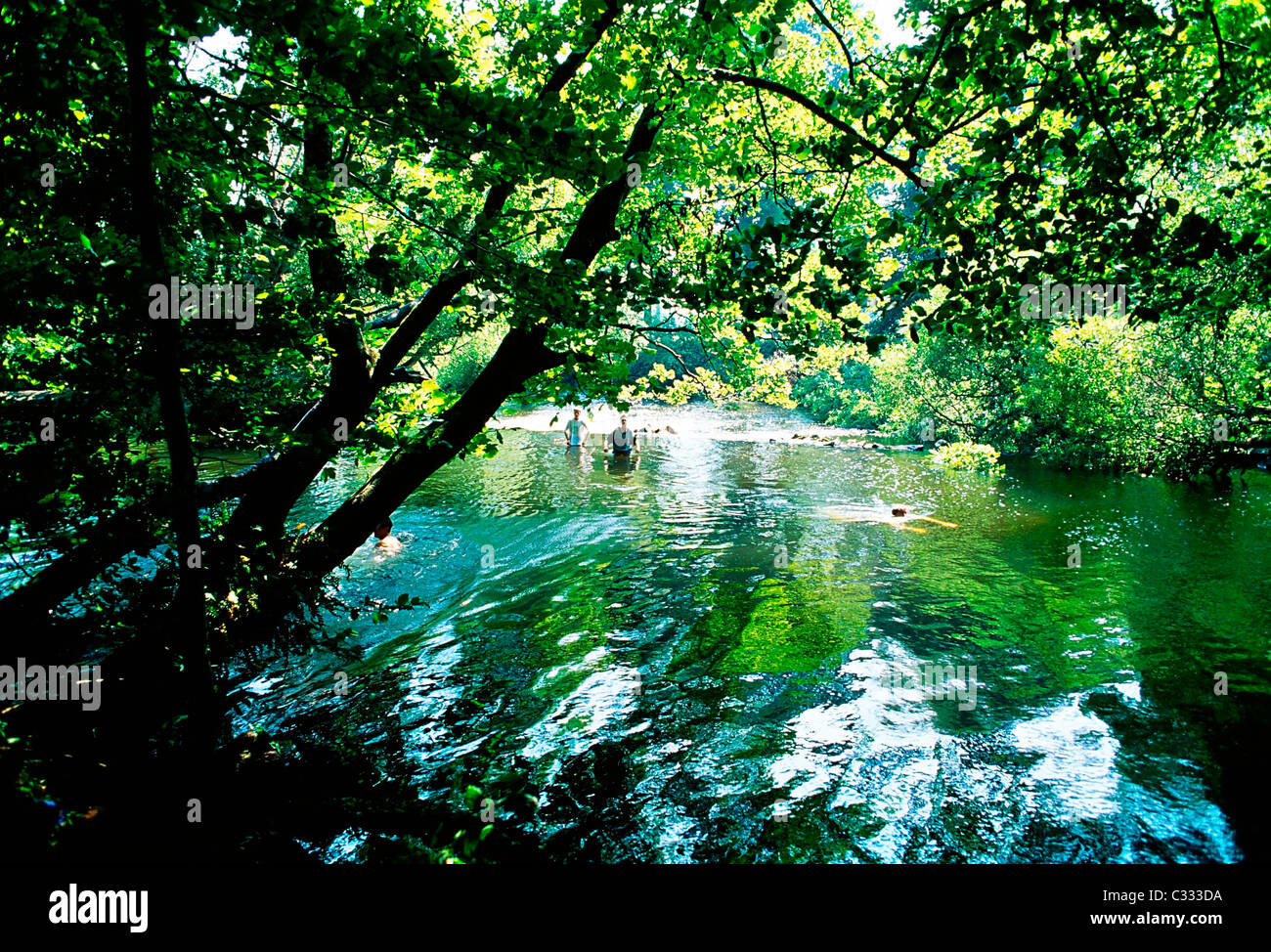 Green Trees With River Stock Photo - Alamy