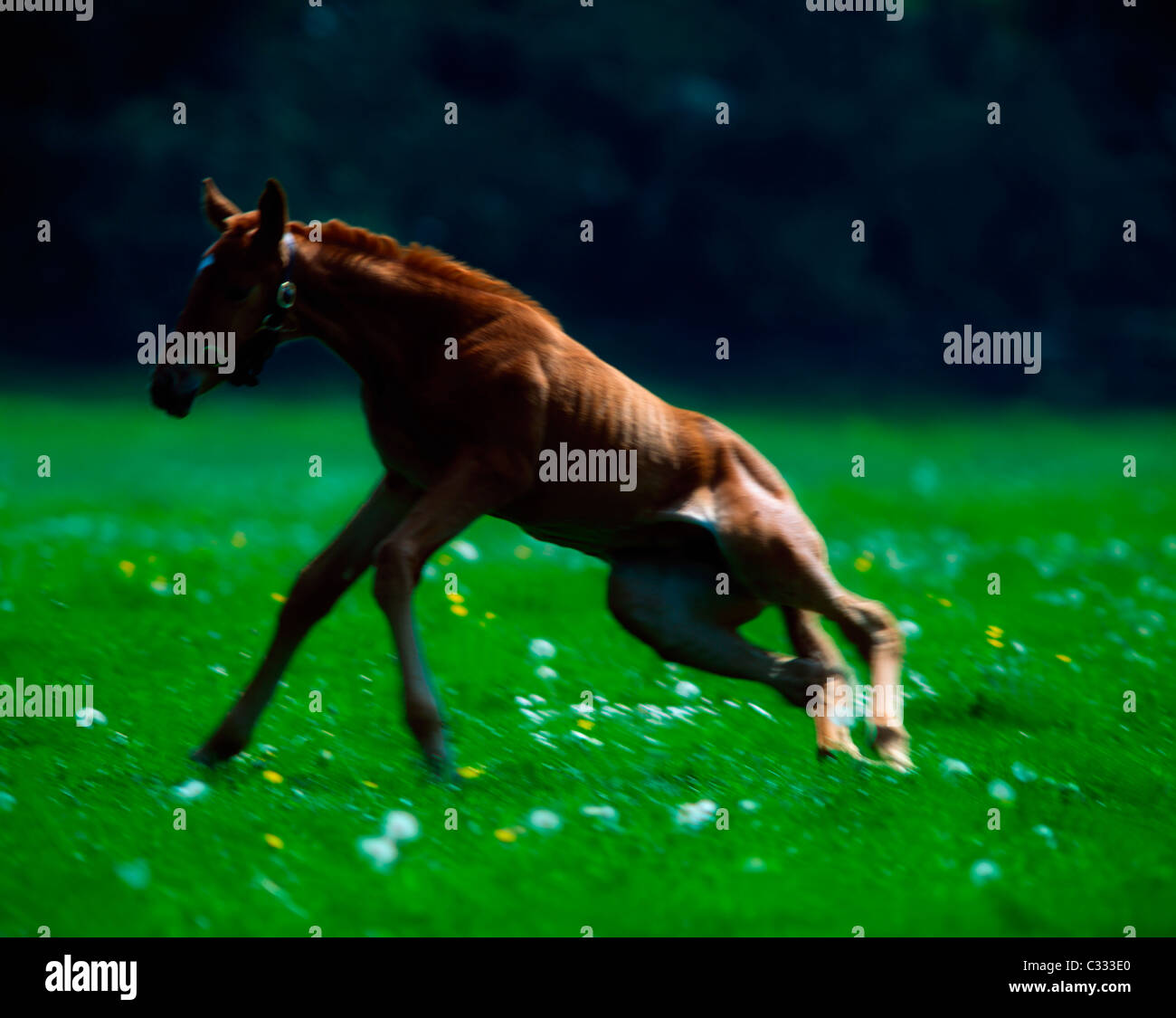 Horse Side View Running