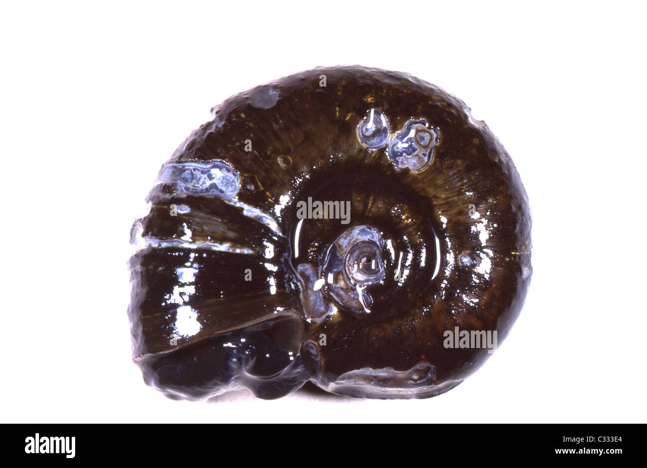 Ramshorn snail hi-res stock photography and images - Alamy