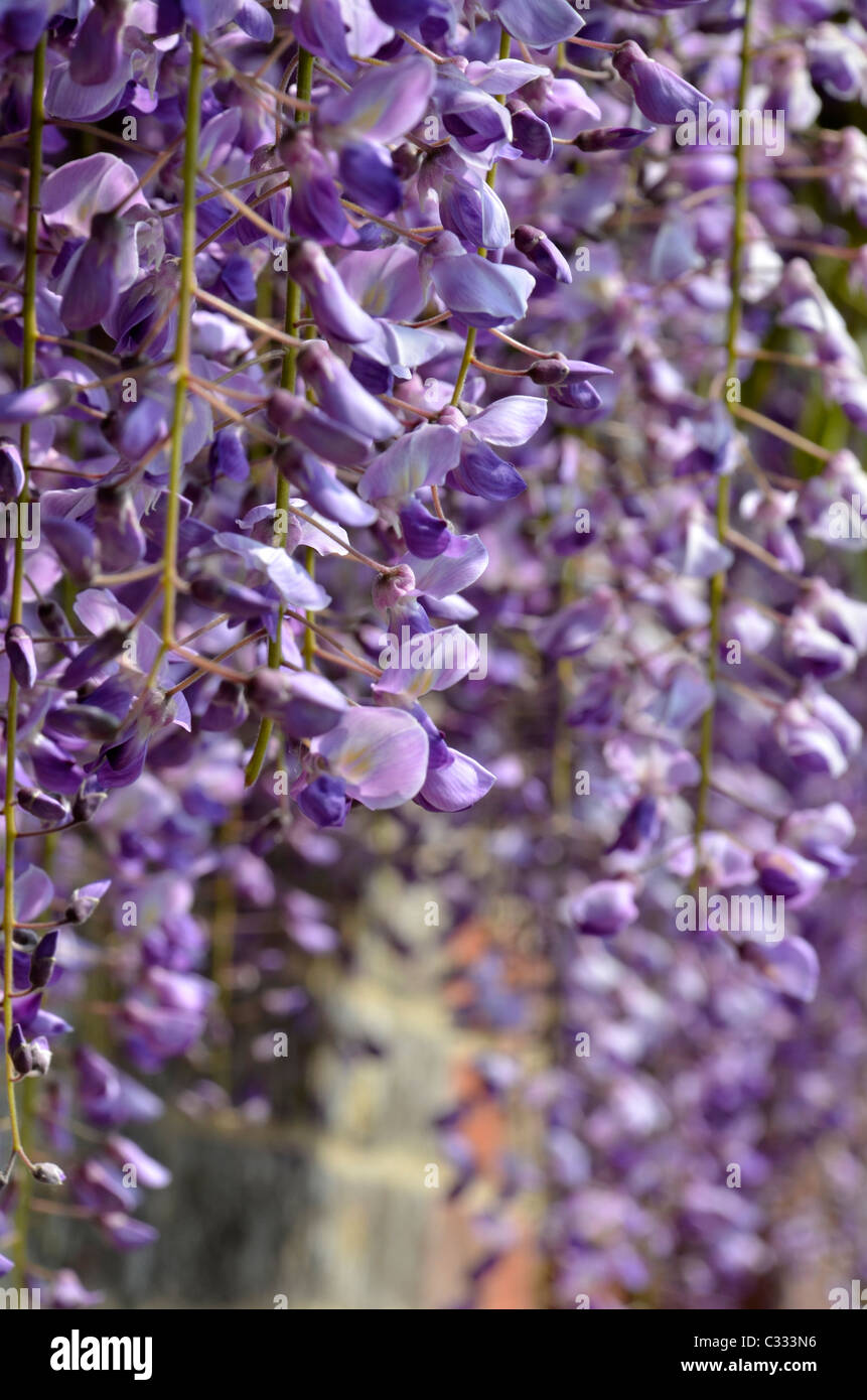 wisteria hanging over sunny wall Stock Photo - Alamy