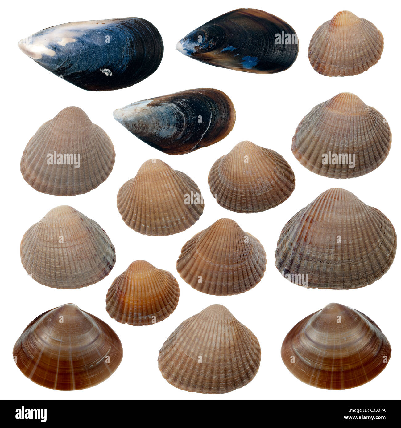 Collection of detailed sea shells isolated on white background Stock ...