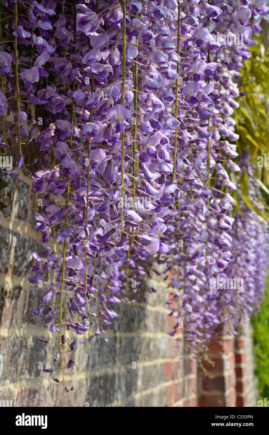 wisteria hanging over sunny wall Stock Photo - Alamy