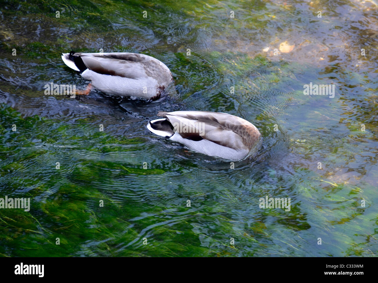 Two ducks hi-res stock photography and images - Alamy