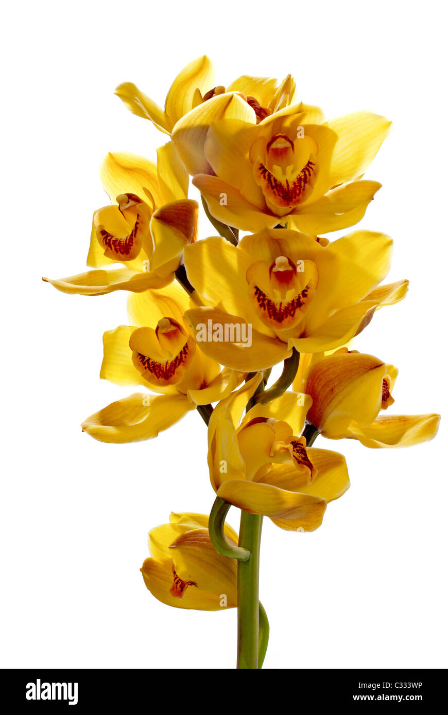 fresh bright yellow orchid isolated on white background Stock Photo - Alamy