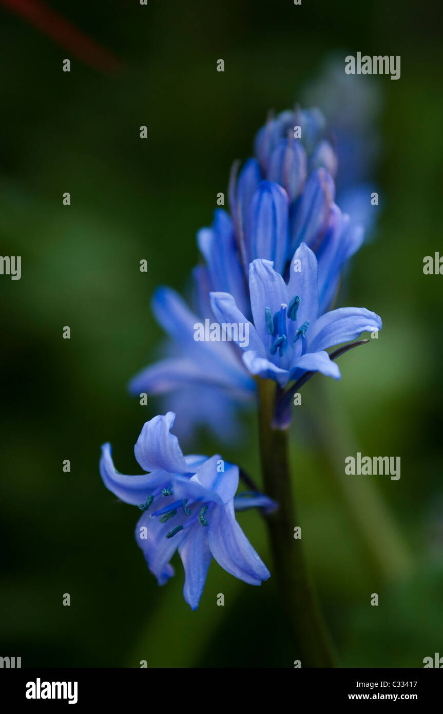 Bluebell hyacinth hi-res stock photography and images - Alamy