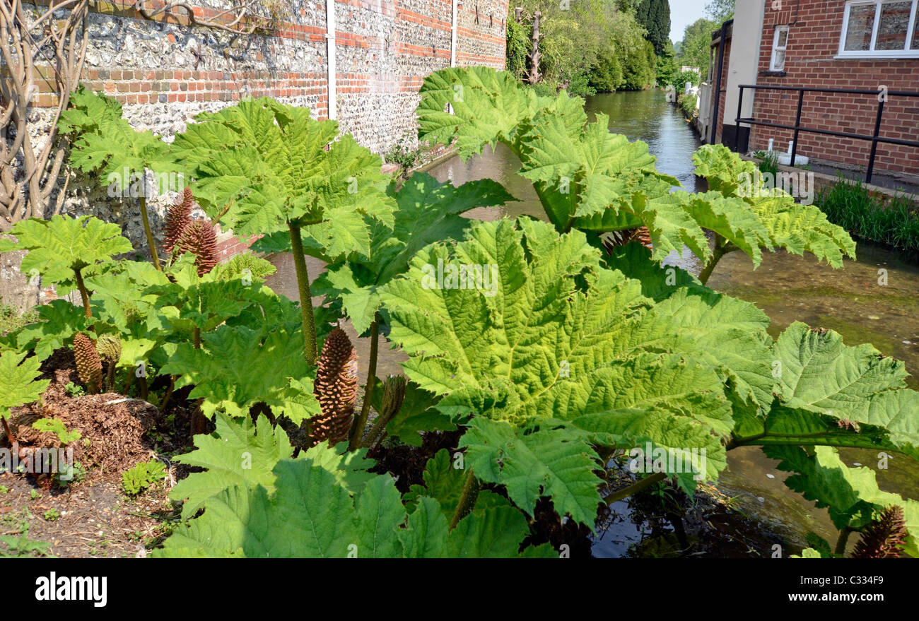 Gunnera flower hi-res stock photography and images - Alamy