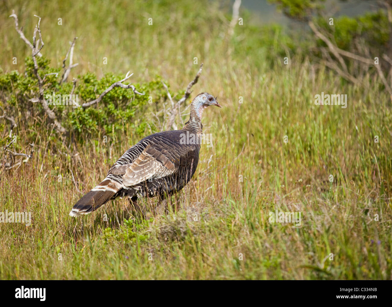 A female North-American wild turkey (Meleagris gallopavo) in grassy ...