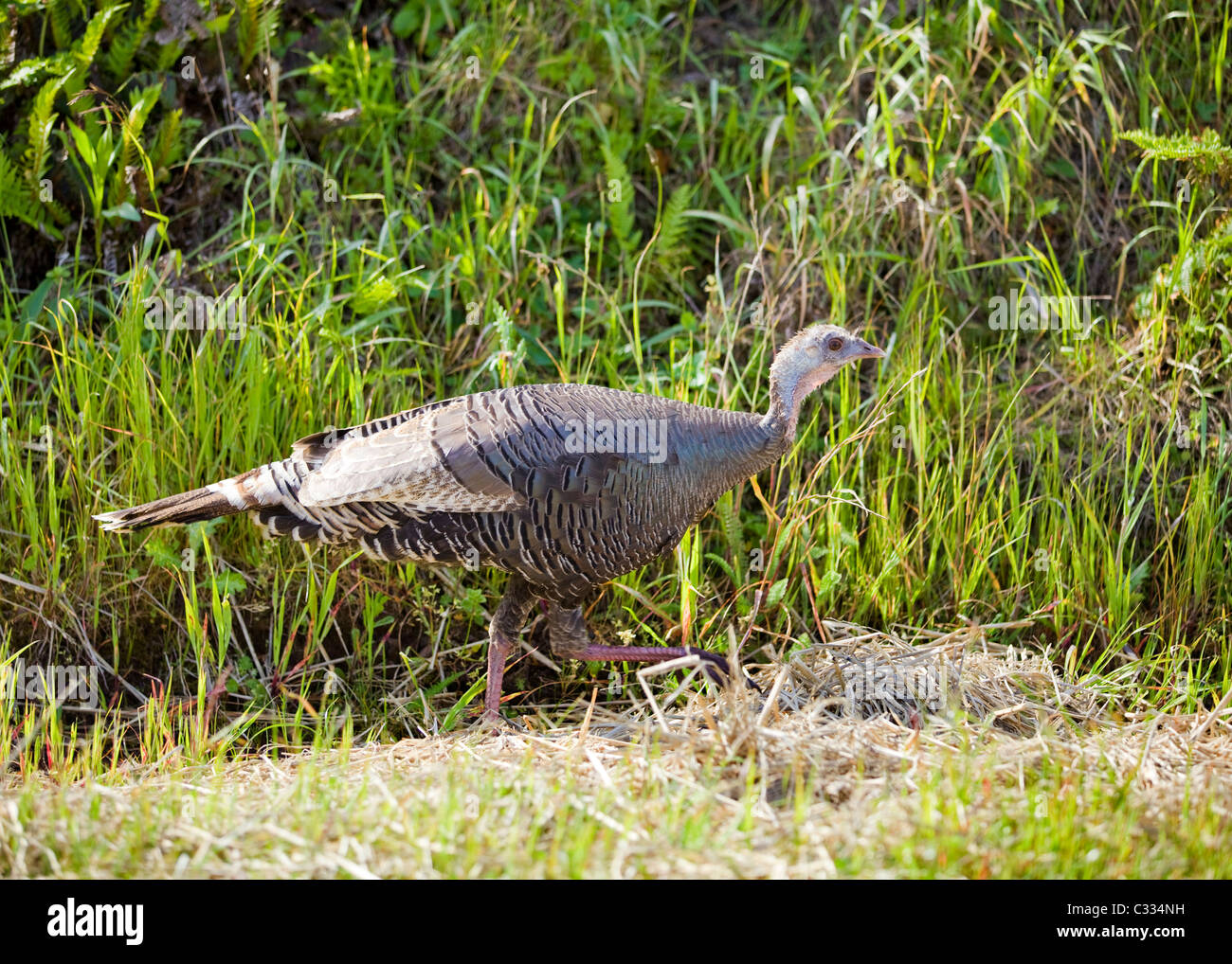 A female North-American wild turkey (Meleagris gallopavo) in grassy ...