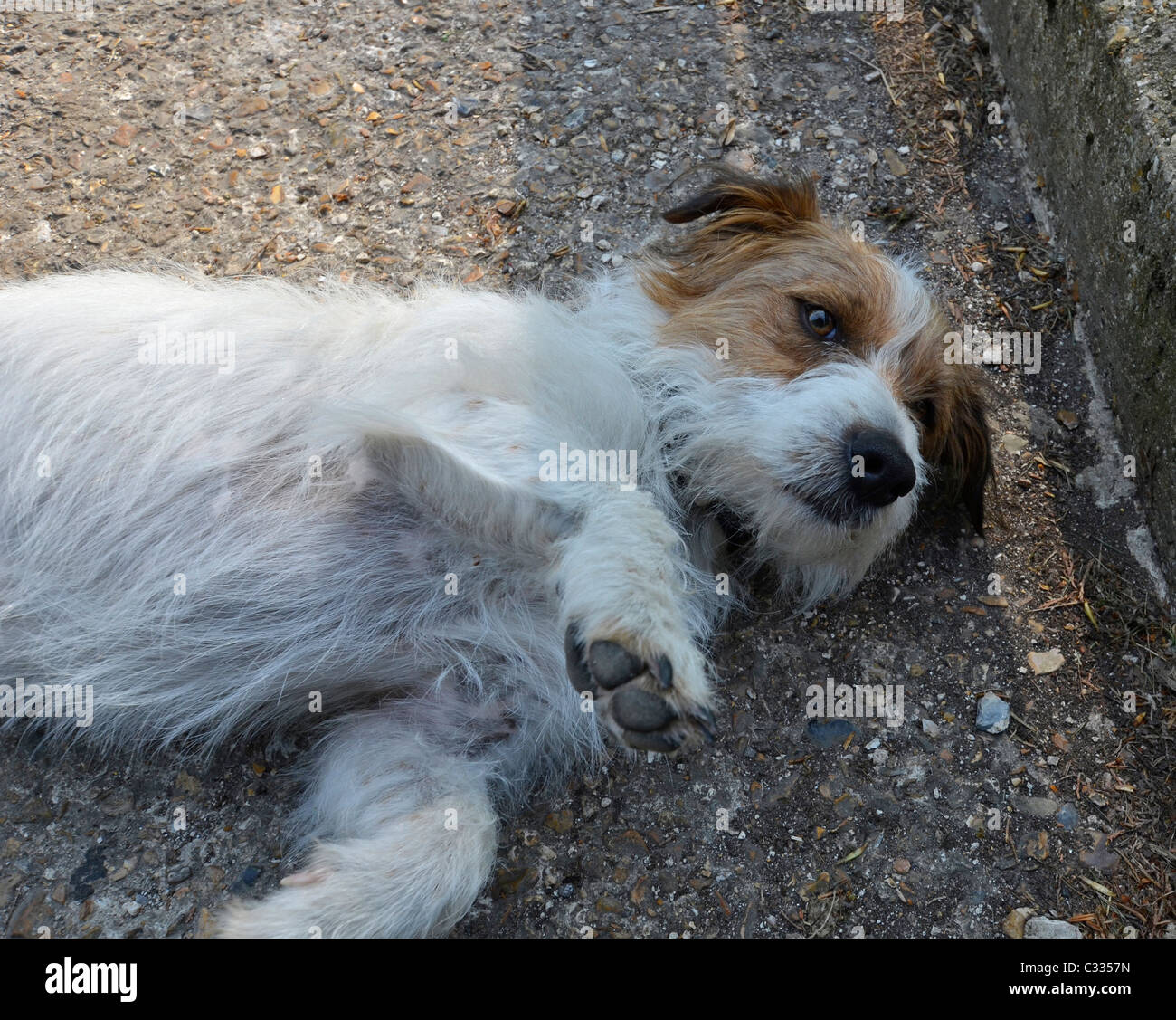 Rough jack russell terrier hi-res stock photography and images - Alamy