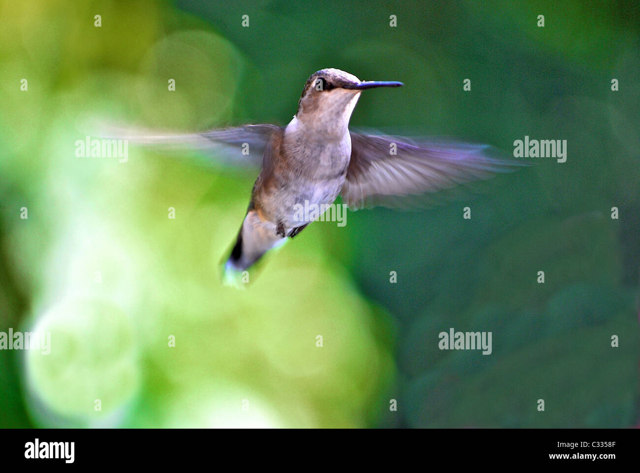 Hummingbird In Flight Stock Photo - Alamy