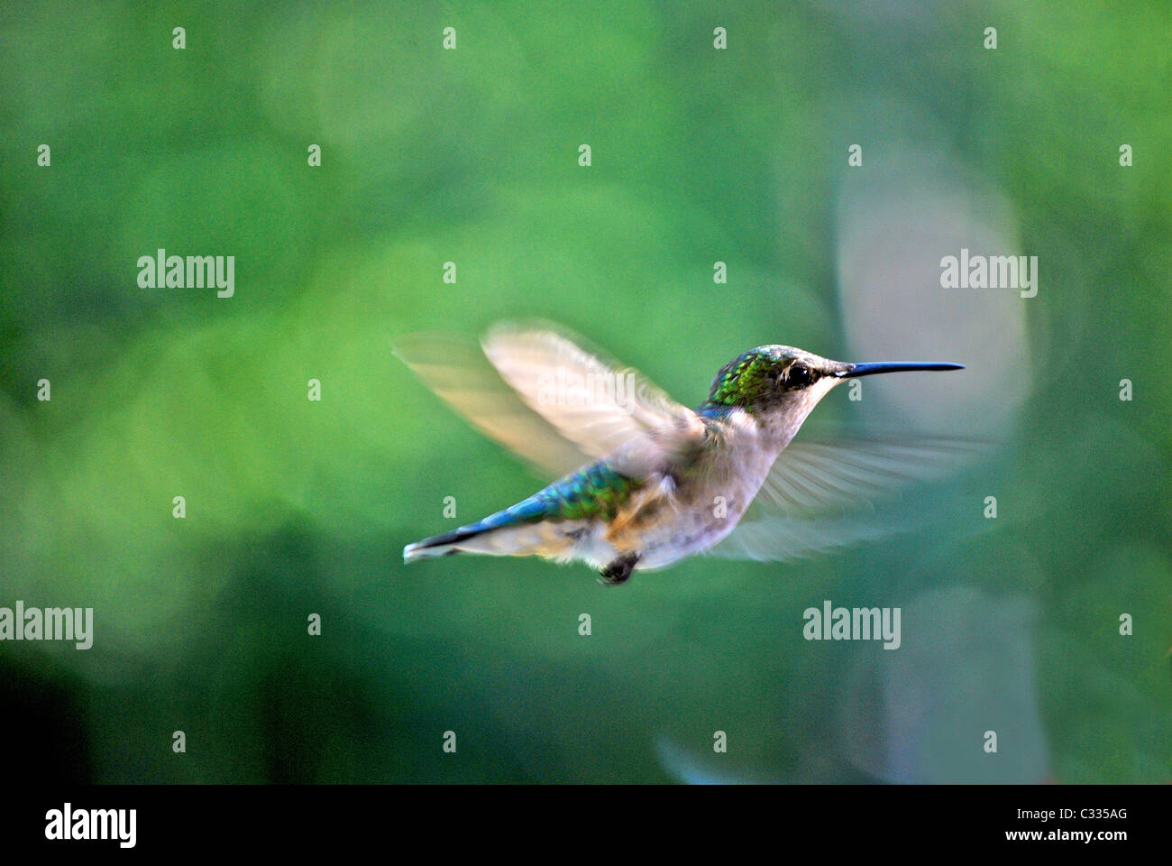 Hummingbird In Flight Stock Photo - Alamy