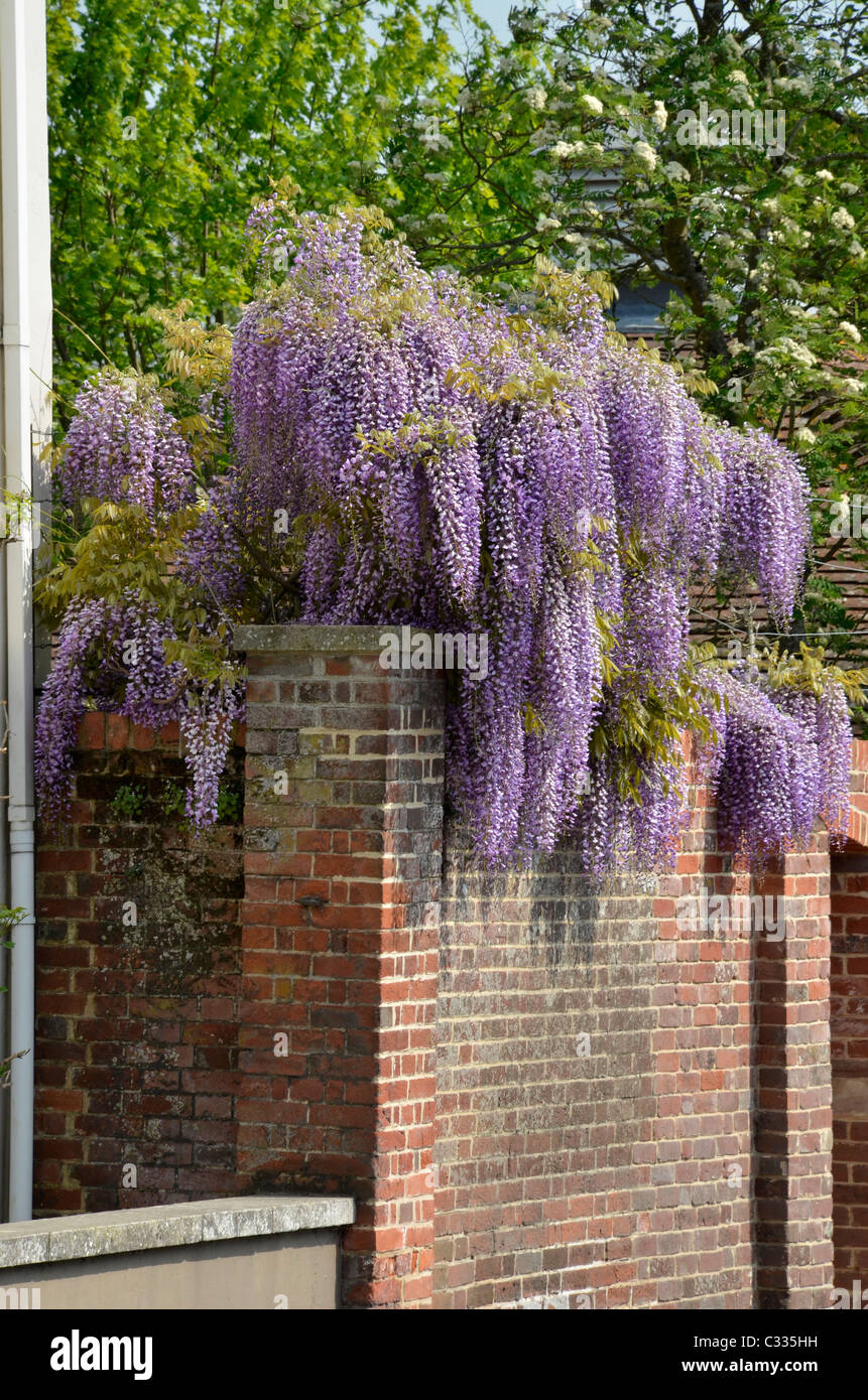 wisteria hanging over sunny wall Stock Photo - Alamy