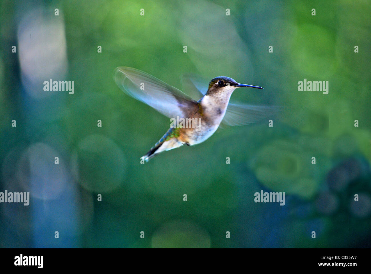 Hummingbird flying backwards hi-res stock photography and images - Alamy