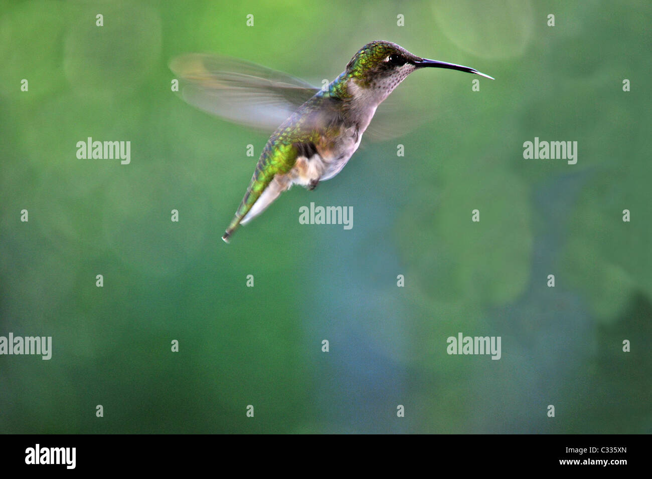 Hummingbird In Flight Stock Photo - Alamy