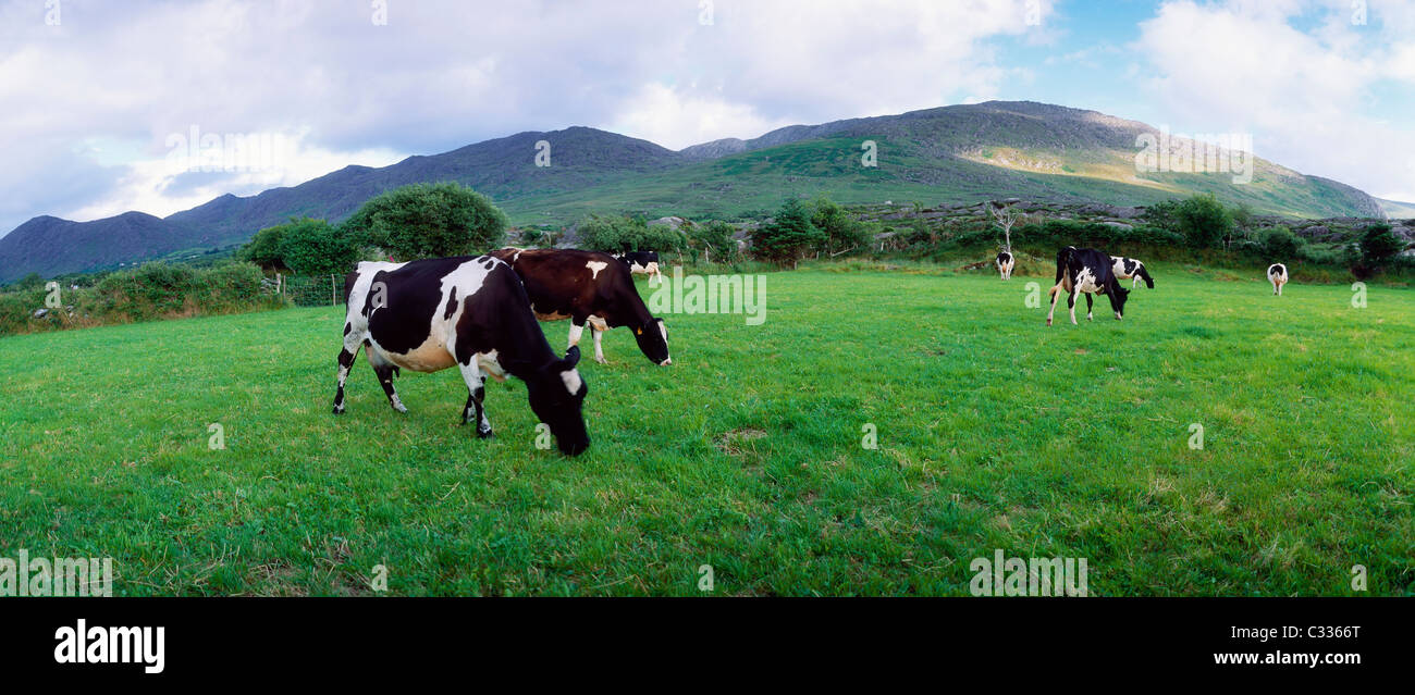 Livestock, Friesian Cattle Stock Photo - Alamy
