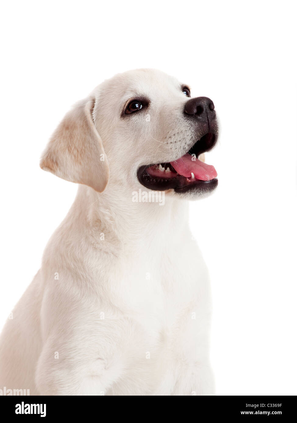 Beautiful Labrador retriever cream puppy isolated on white background ...