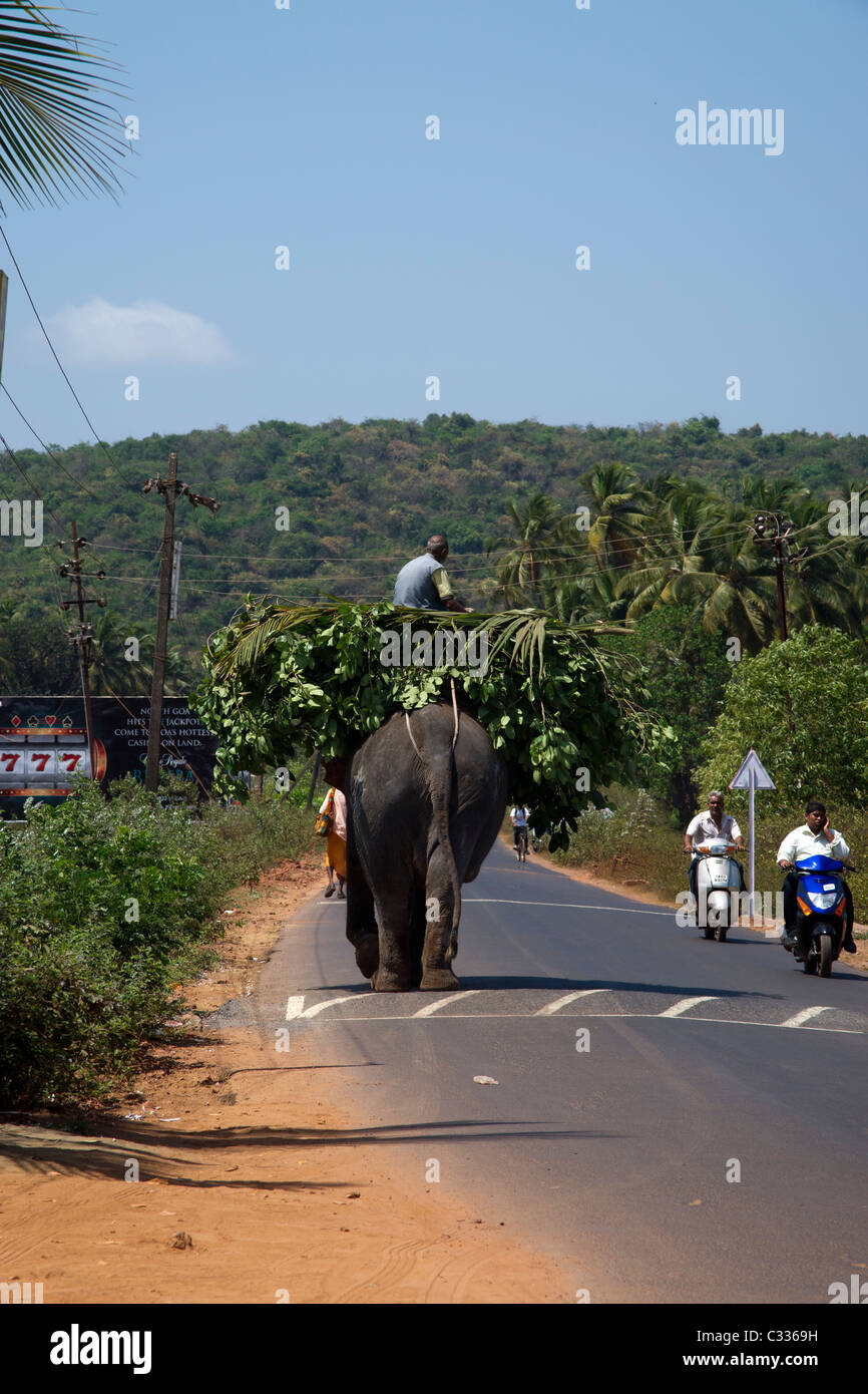 A working Indian elephant laden with food and bedding Stock Photo - Alamy