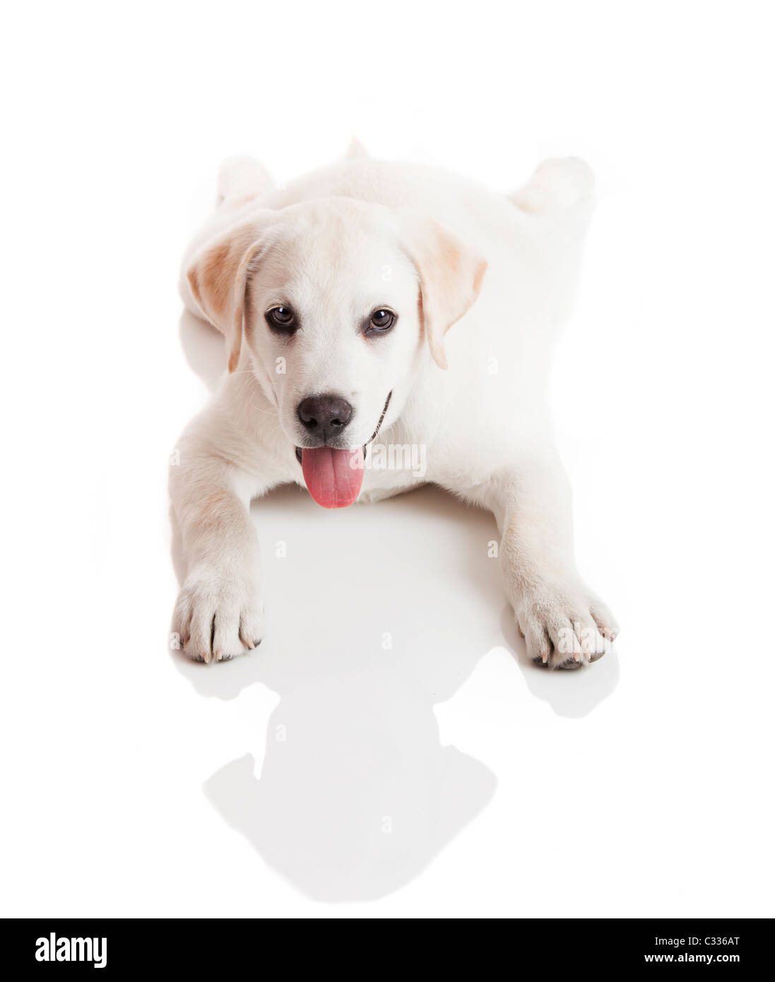 Beautiful Labrador retriever cream puppy isolated on white background ...