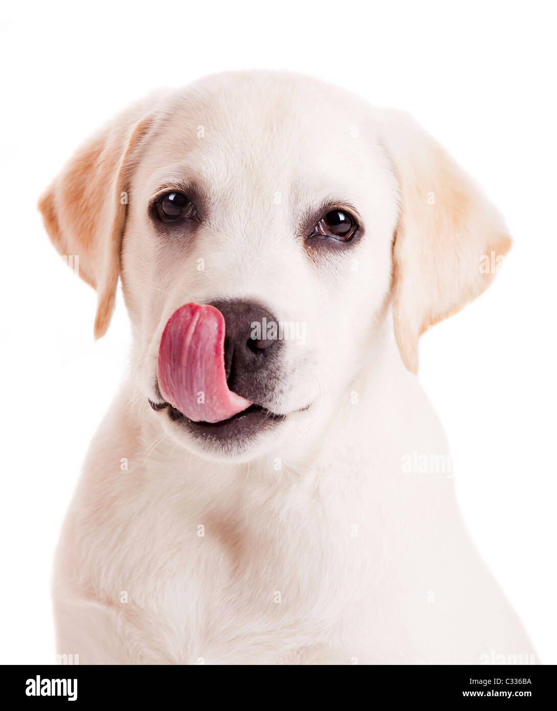 Are Labradors Born To Be Greedy