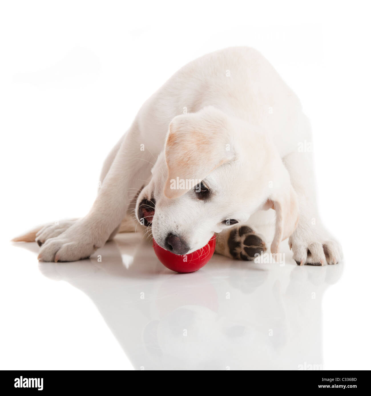 Labrador retriever puppy playing red hi-res stock photography and ...