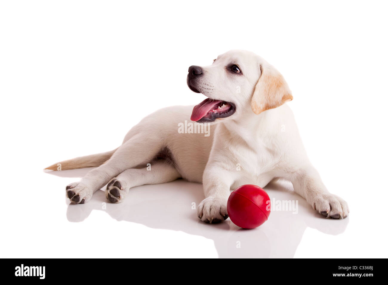 Red labrador puppy hi-res stock photography and images - Alamy