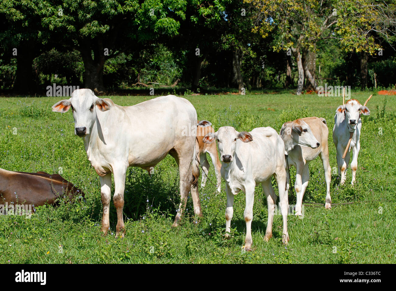 Cattle in latin america hi-res stock photography and images - Alamy