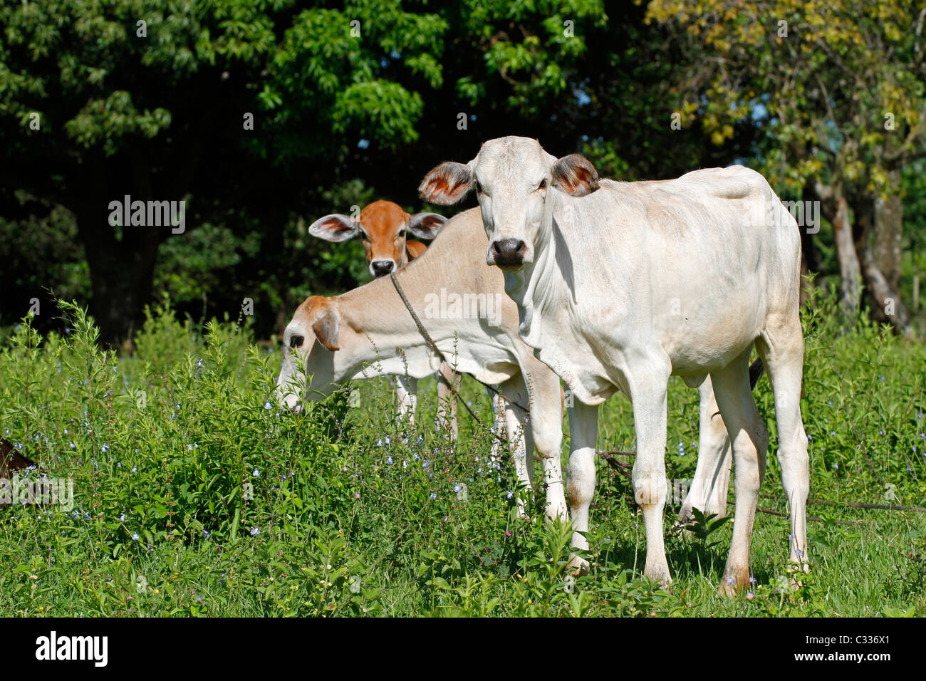 Cattle paraguay south america hi-res stock photography and images - Alamy