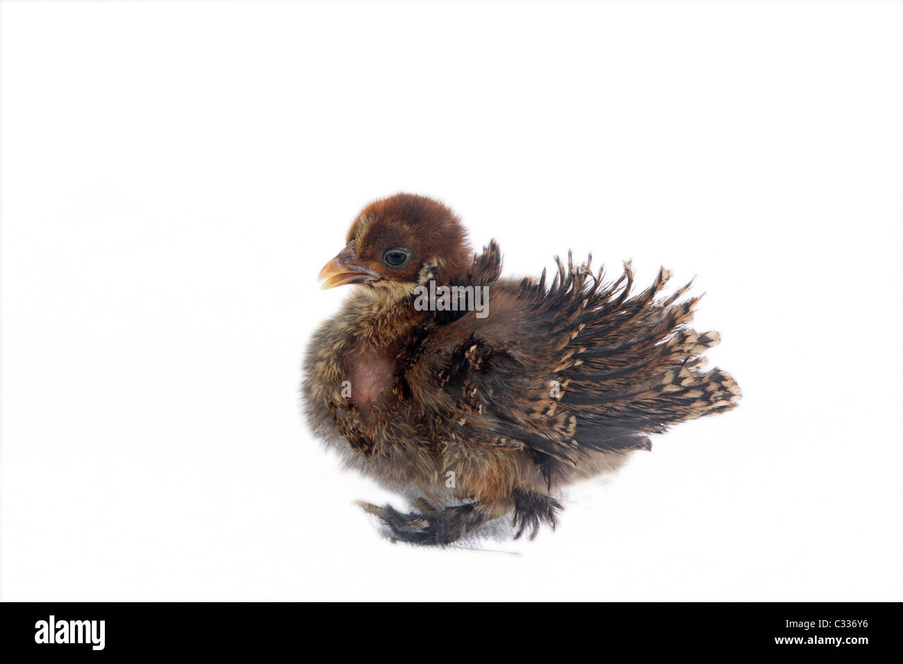 Frizzle Bantam High Resolution Stock Photography and Images - Alamy