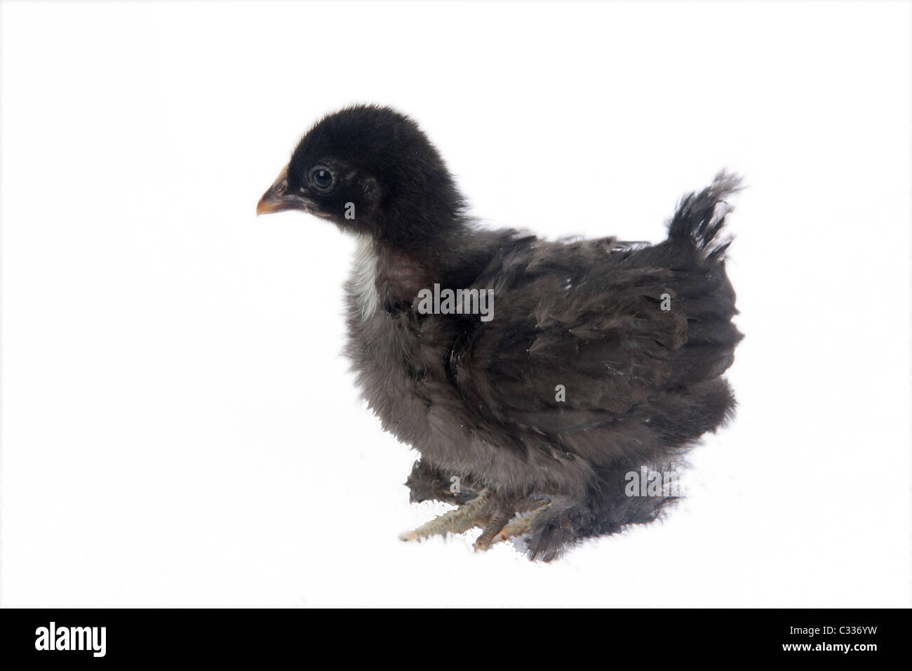 Black Peking Bantam Chick Stock Photo - Alamy