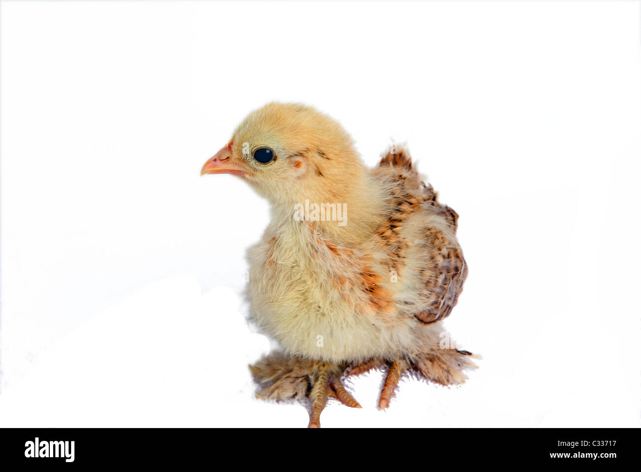 Brown bantam hi-res stock photography and images - Alamy