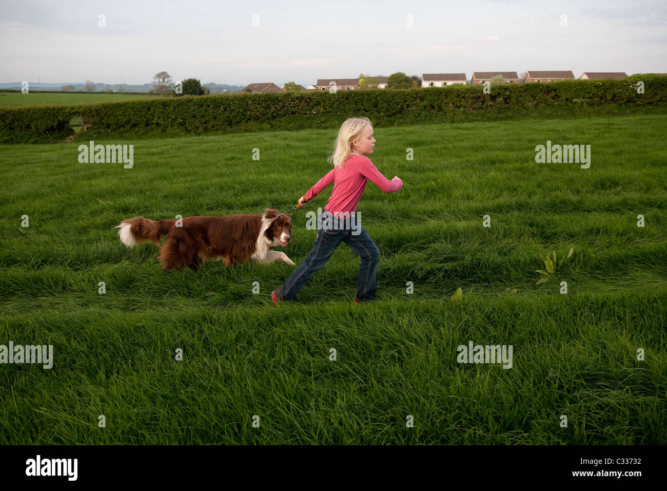 Young girl walking brown border collie dog on lead through field. Photo ...