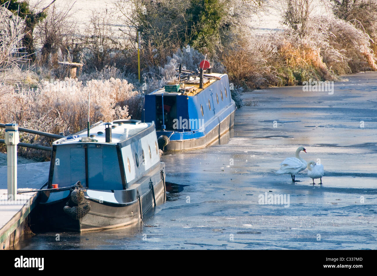 Swan canal boats hi-res stock photography and images - Alamy
