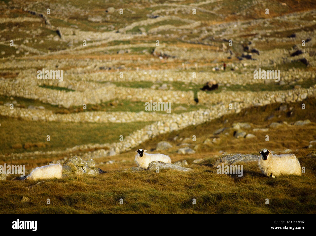 Bloody Foreland, Co Donegal, Ireland, Sheep Stock Photo - Alamy