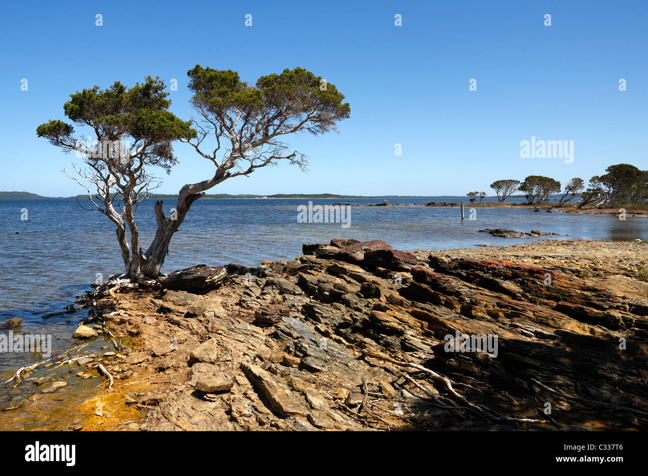 Paper bark Tree and Coastline, Broke Inlet, Southwest Australia Stock ...