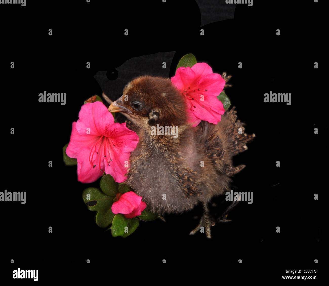 Frizzle Bantam Chick Stock Photo - Alamy