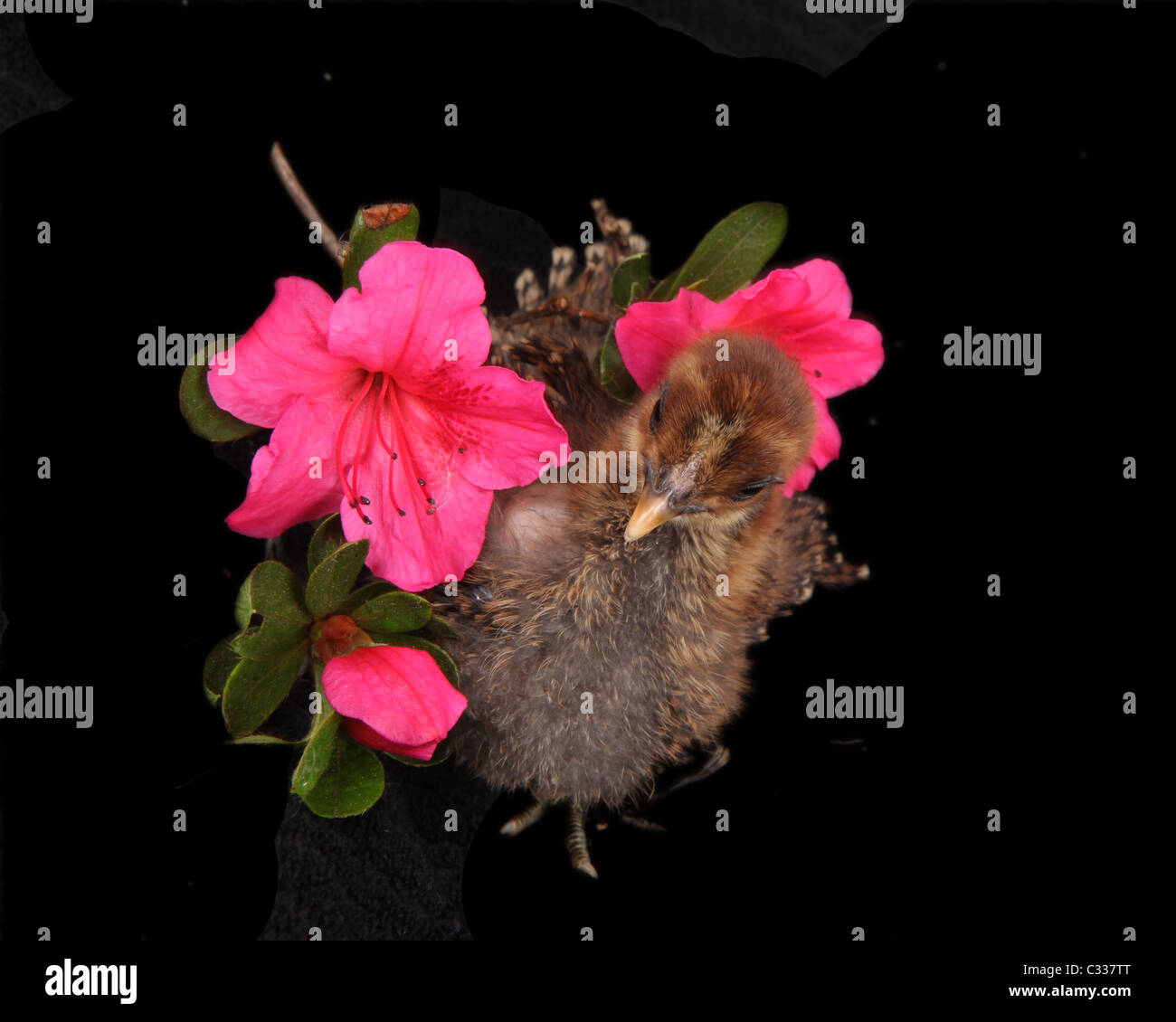 Frizzle bantam hi-res stock photography and images - Alamy