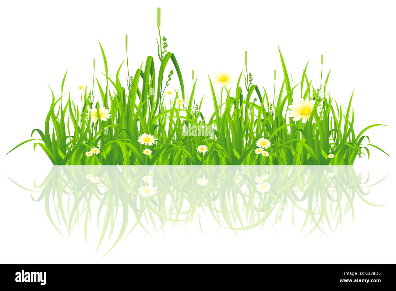 Green grass with flowers isolated on white background Stock Photo - Alamy