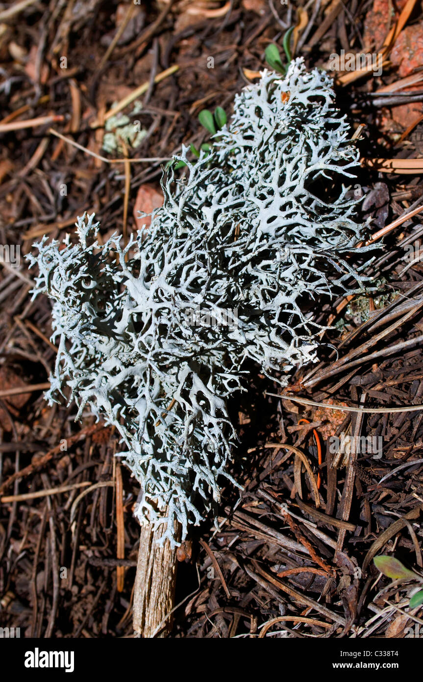 Dried moss on tree branch Stock Photo - Alamy