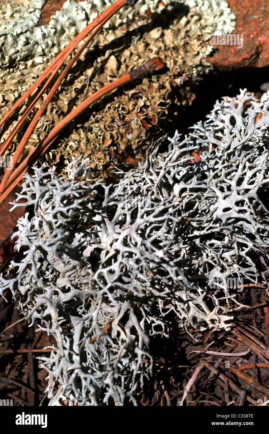 Moss dried hi-res stock photography and images - Alamy