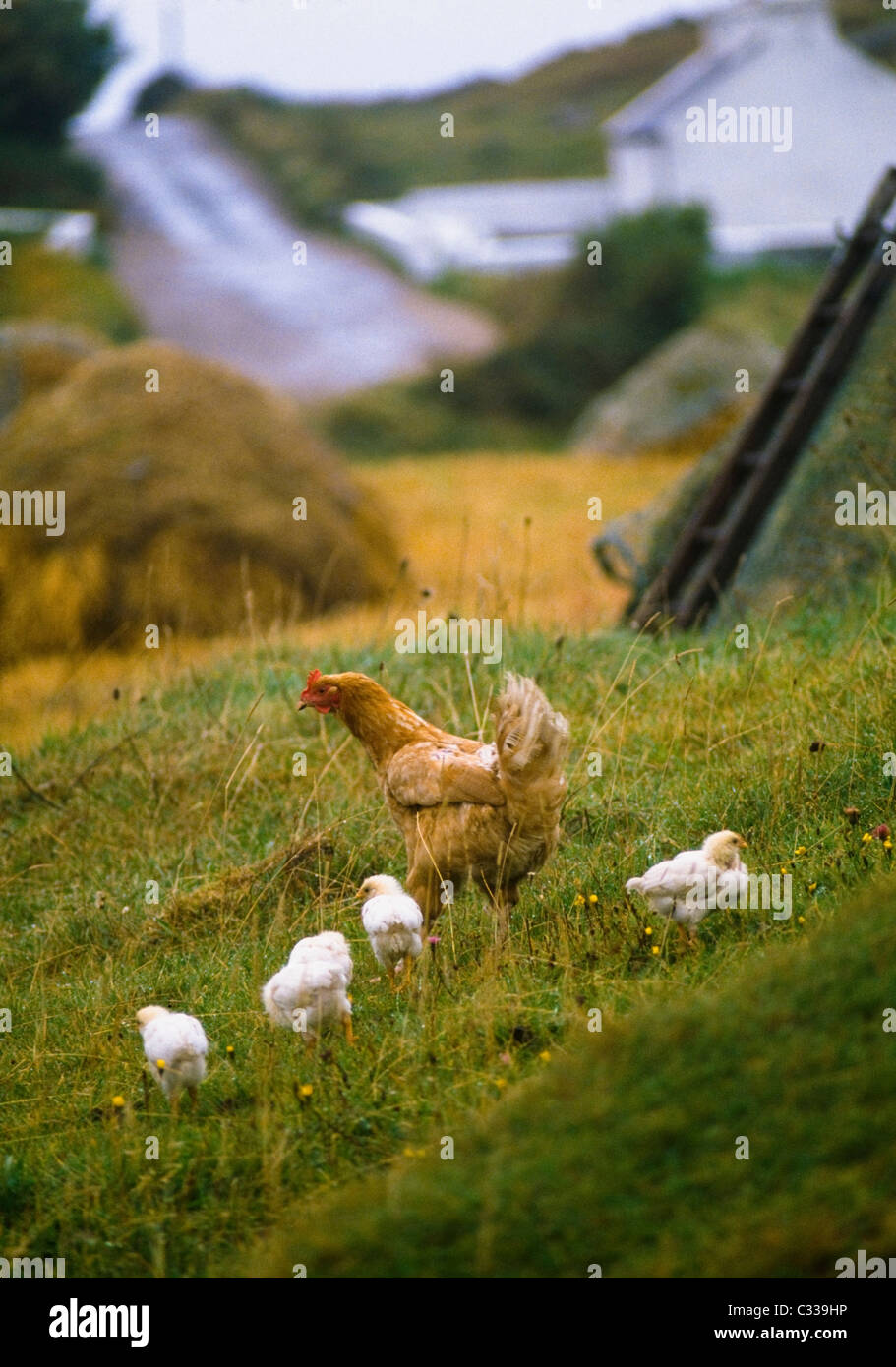 Aranmore hi-res stock photography and images - Alamy