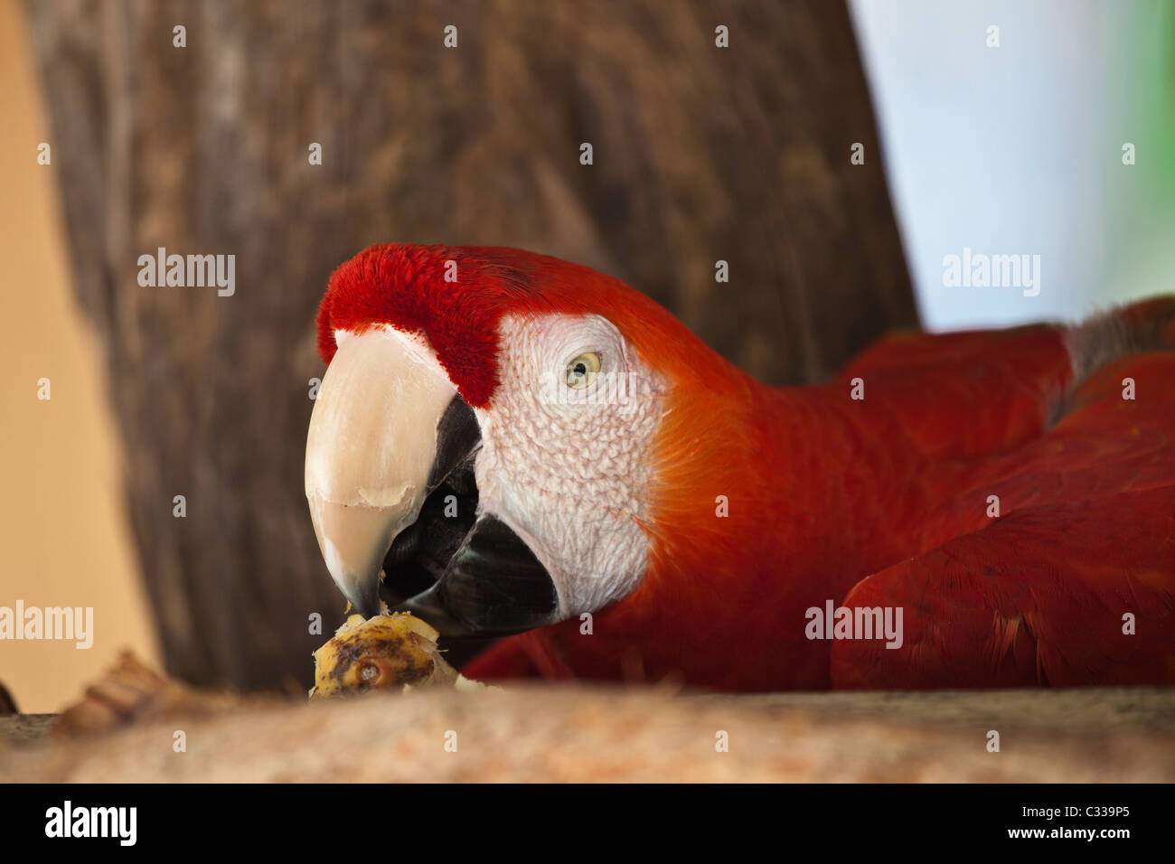 Scarlet Macaw eating fruit Stock Photo - Alamy