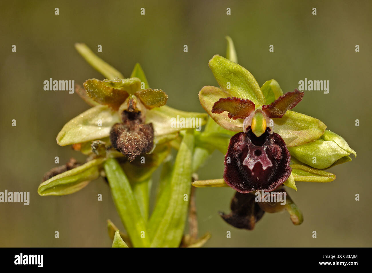 Early Spider Orchid (Ophrys sphegodes Stock Photo - Alamy