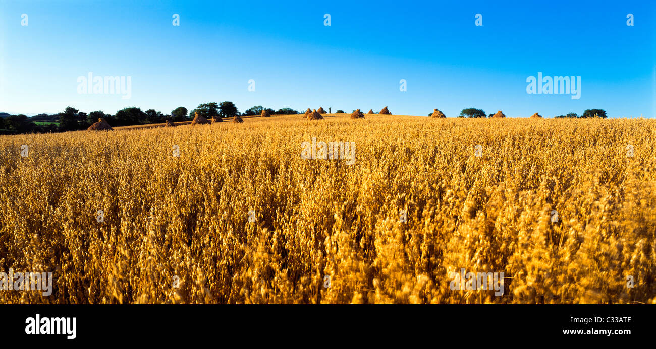 Co Down, Northern Ireland, Crops, Oats Stock Photo - Alamy