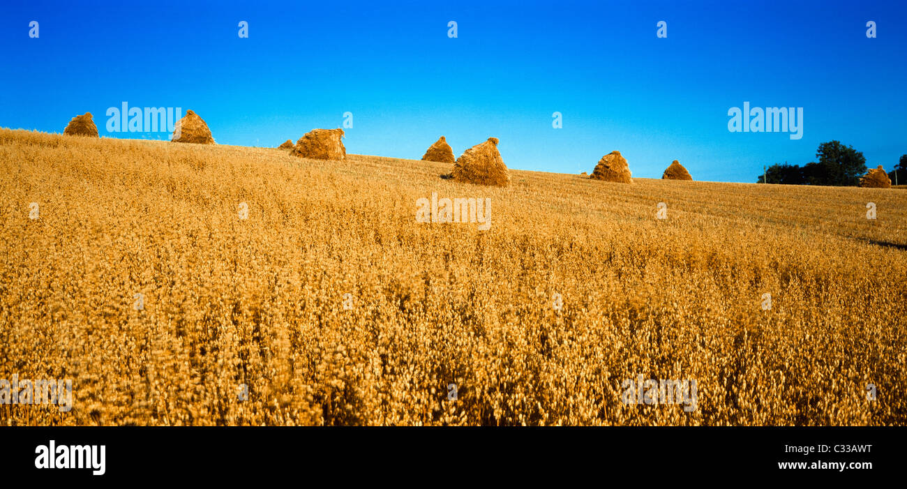 Field of oats ireland hi-res stock photography and images - Alamy