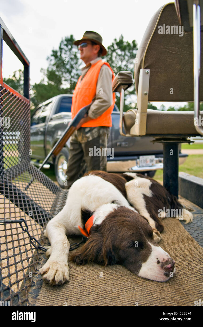 Sleeping English Cocker Spaniel with Bird Hunter in the Background ...