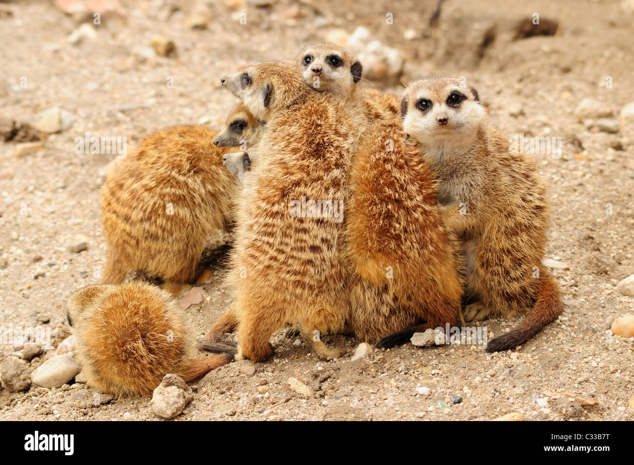 Group of meerkats hi-res stock photography and images - Alamy