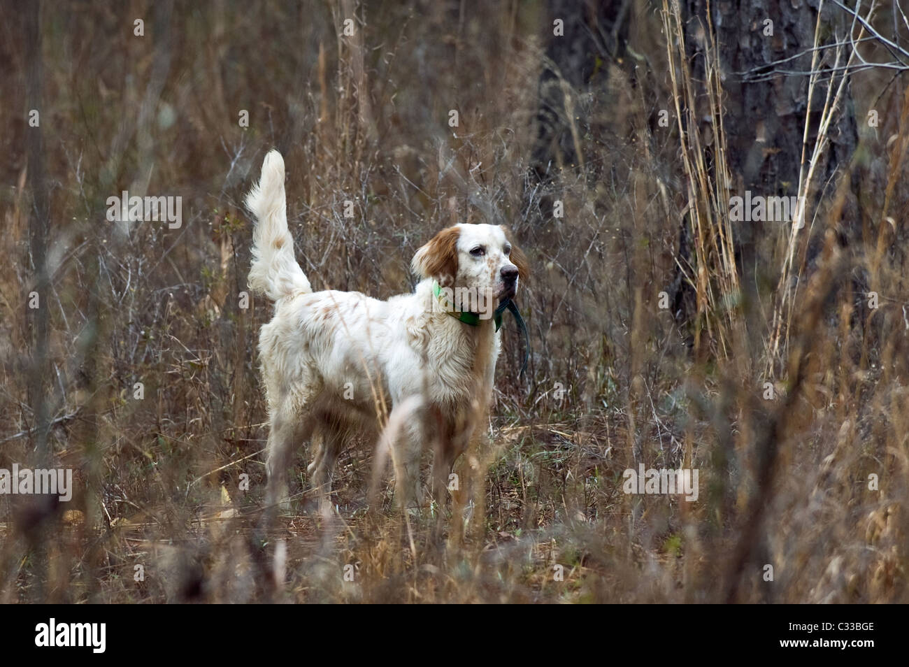 English Setter on Point during a Bobwhite Quail Hunt in the Piney Woods ...